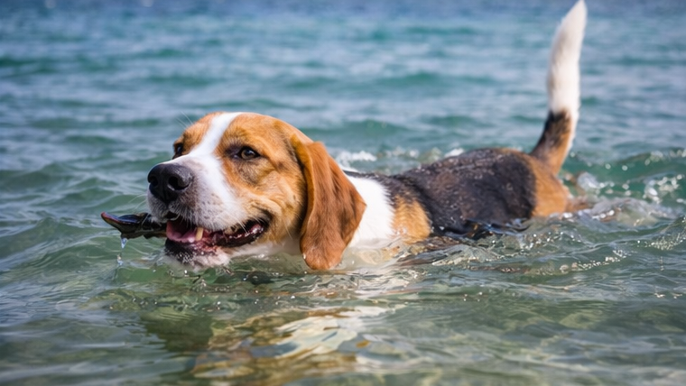 アメリカン・フォックスハウンド犬図鑑｜特徴・性格・飼い方・かかりやすい病気まで詳しく解説 | 犬ぐらし｜犬の飼い方・犬種図鑑・しつけ・健康管理 ...